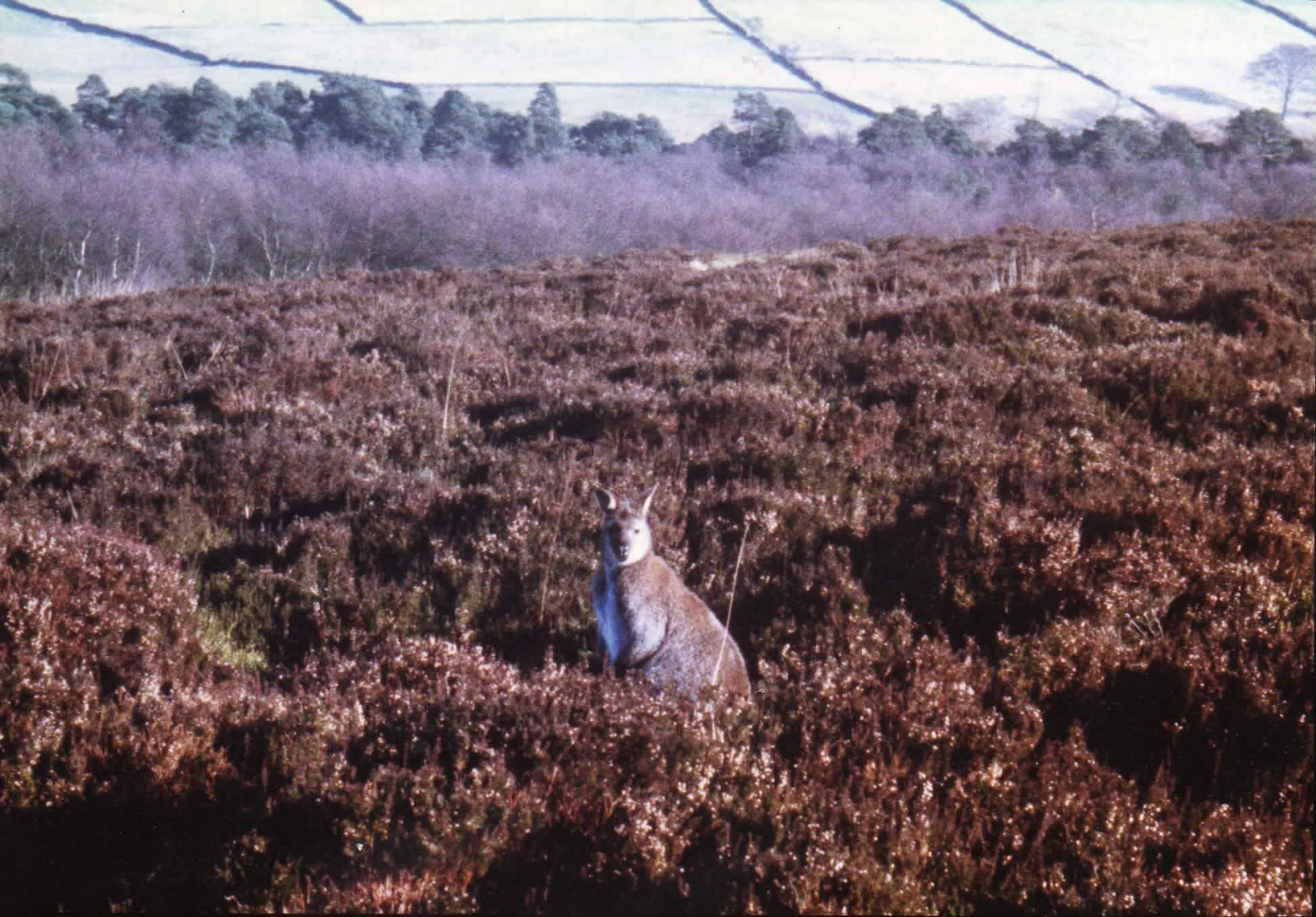 Wallaby memories The Roaches Peak District.