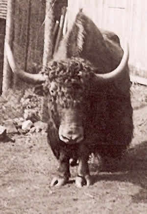 Wallaby memories The Roaches Peak District.